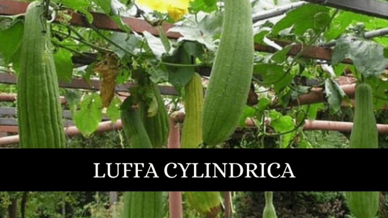 What is Luffa Cylindrica? - PinDigest
